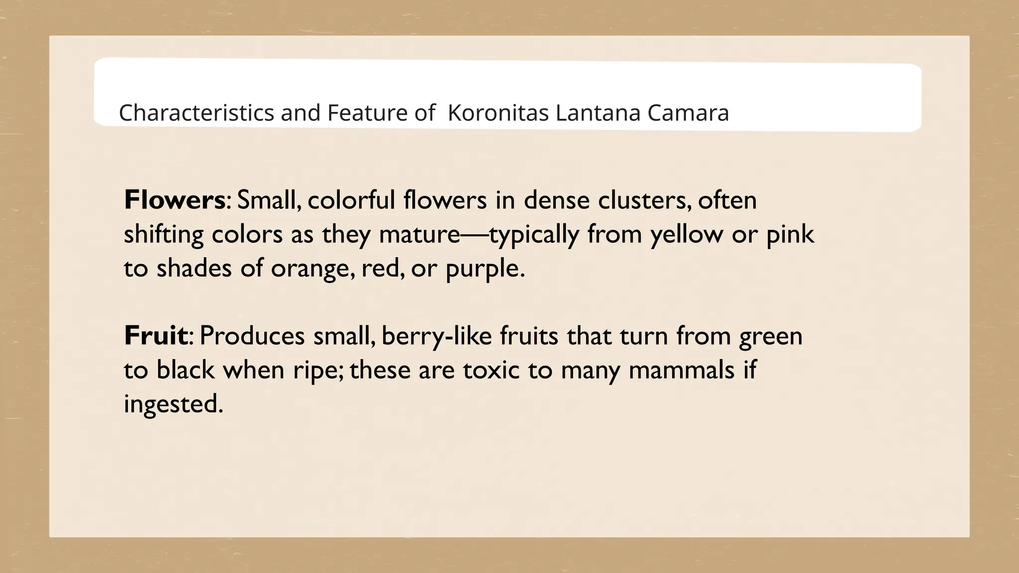 CATFISH.pptx Invasive Plants and Animals | PPT