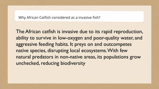CATFISH.pptx Invasive Plants and Animals | PPT