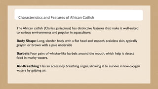 CATFISH.pptx Invasive Plants and Animals | PPT