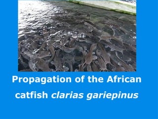 catfish-sp-hatchery operation and techniquespptx | PPTX