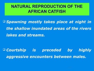 catfish-sp-hatchery operation and techniquespptx | PPTX