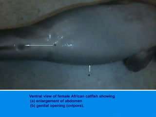 catfish-sp-hatchery operation and techniquespptx | PPTX