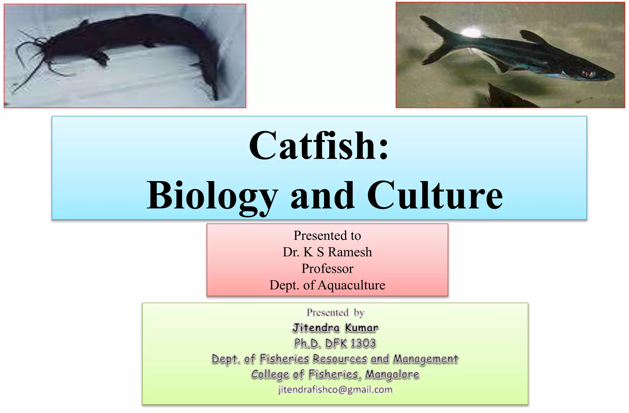 Cat fish bio. & culture | PPTX