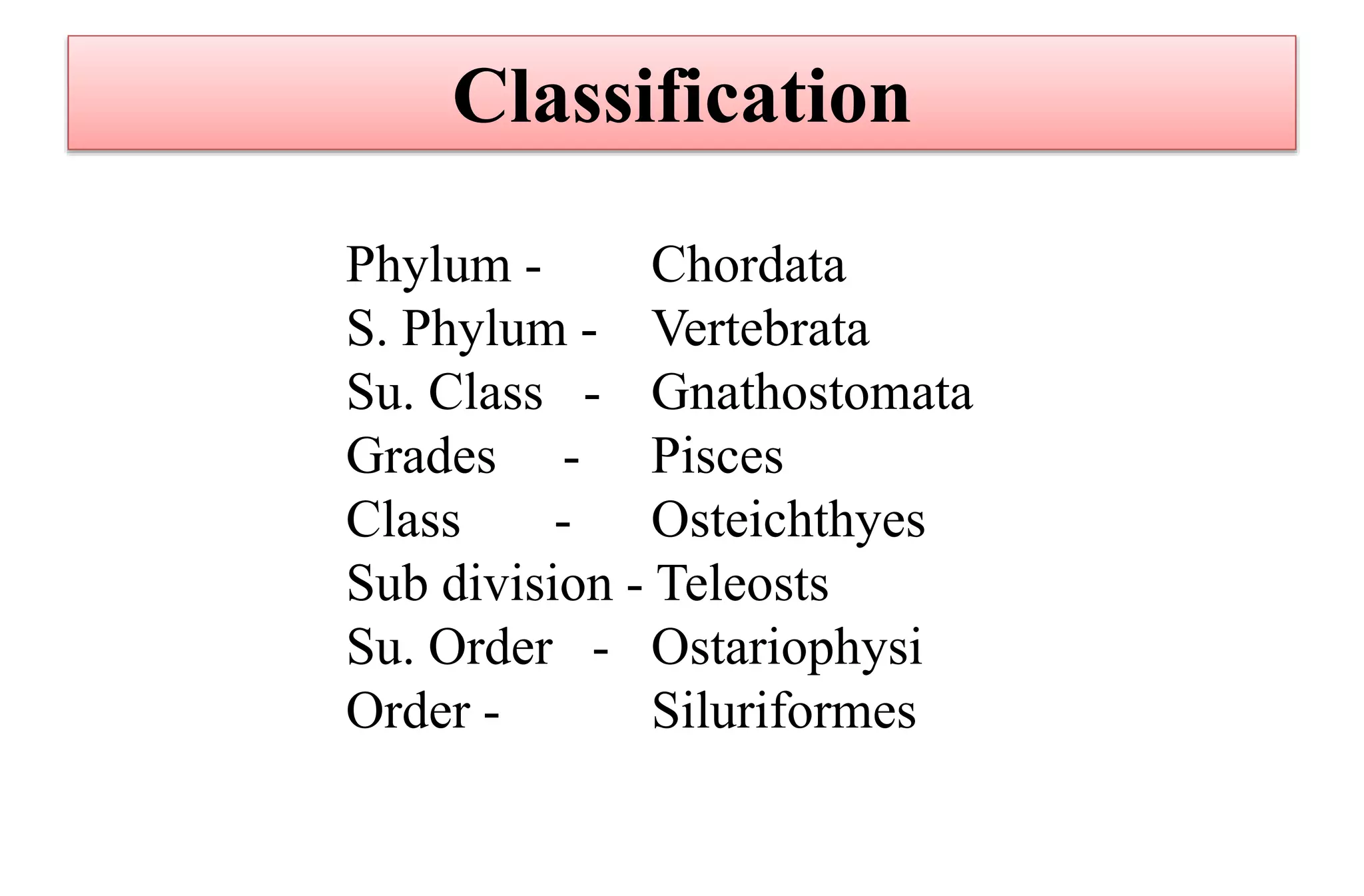 Cat fish bio. & culture | PPTX