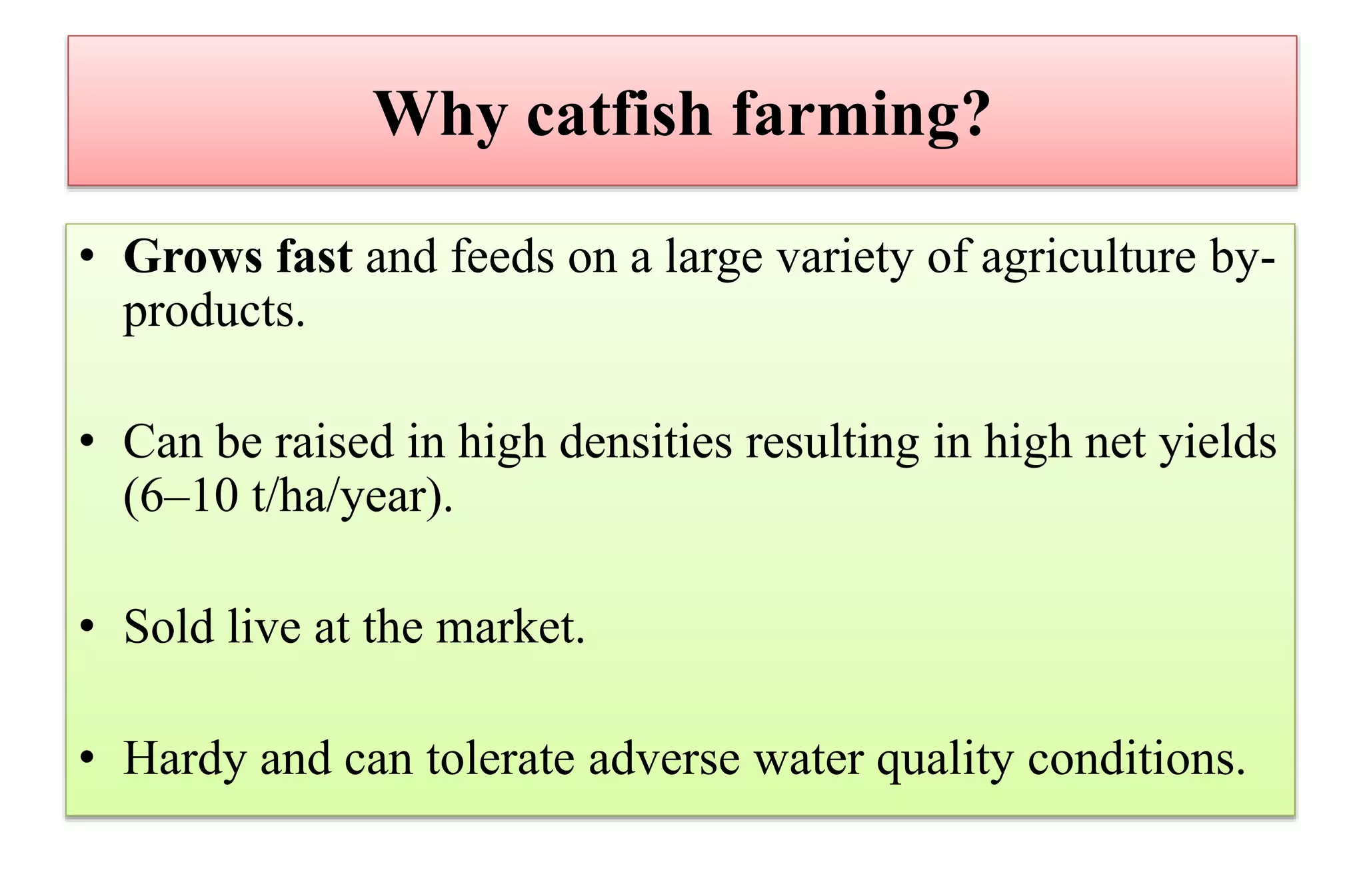 Cat fish bio. & culture | PPTX