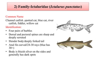 Cat fish bio. & culture | PPTX