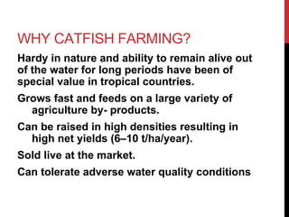 CATFISH CULTURE-1.pdf