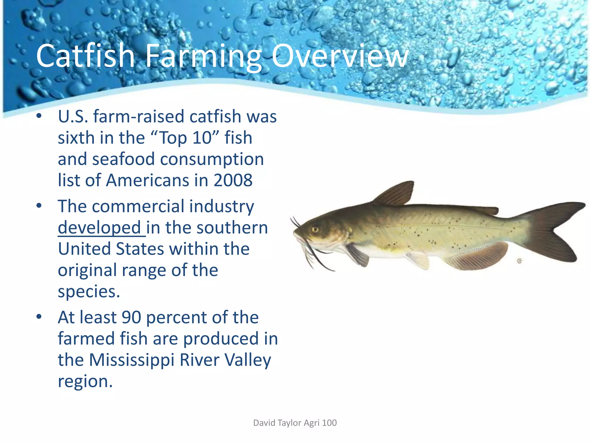 Catfish Farming | PPTX