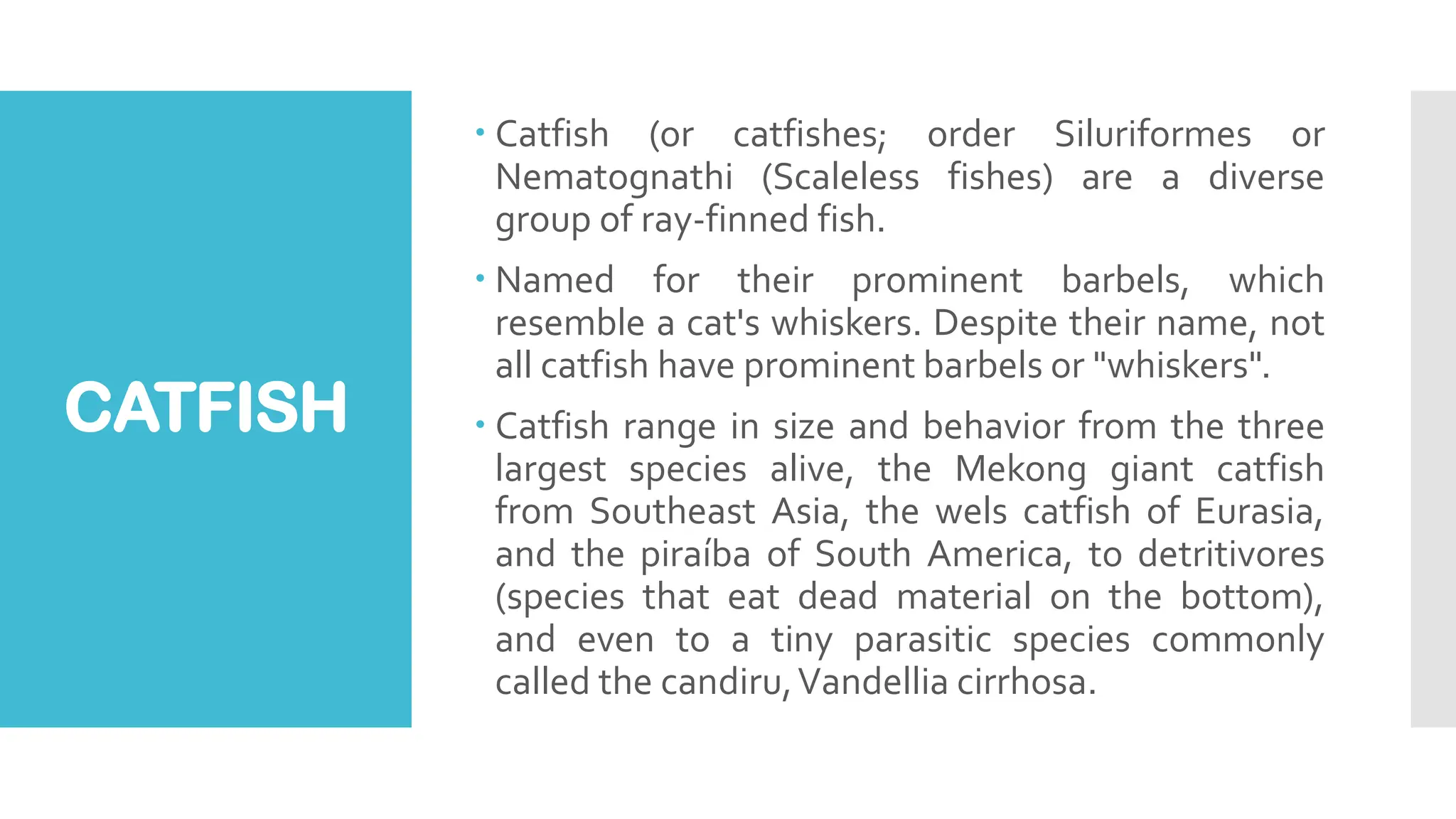 Catfish Production - Technology and Livelihood Education pdf | PDF