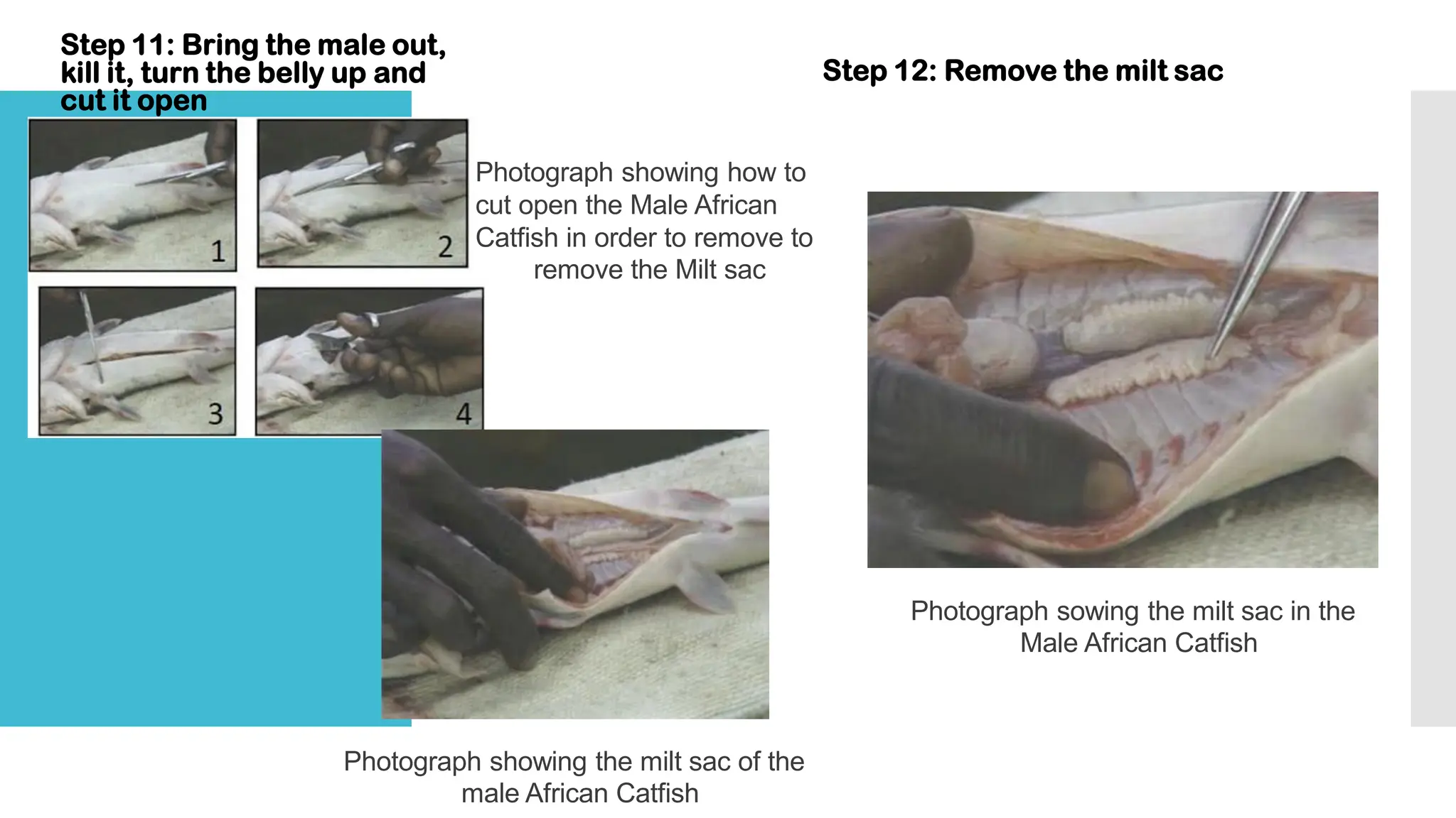 Catfish Production - Technology and Livelihood Education pdf | PDF