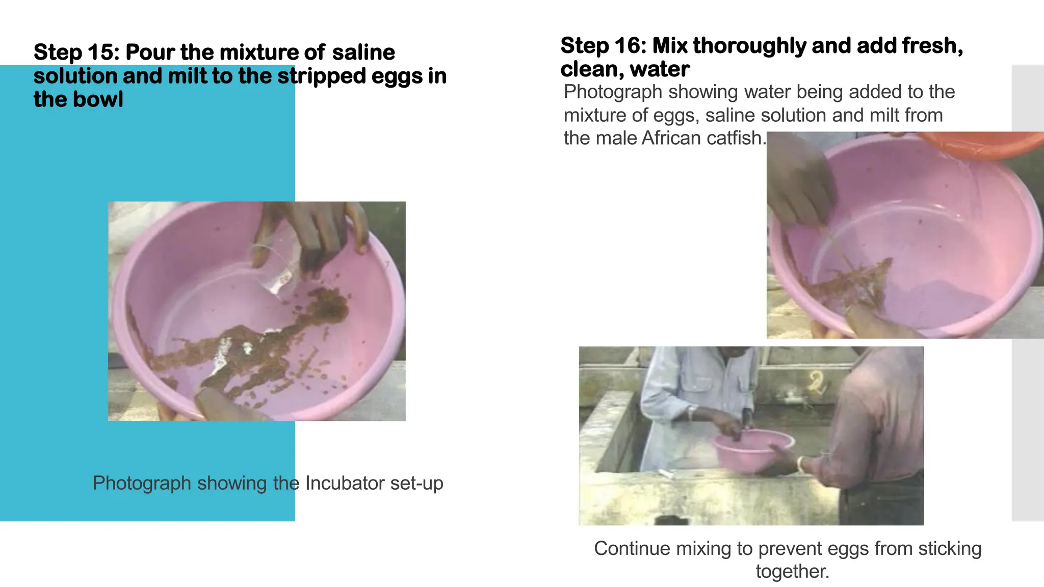 Catfish Production - Technology and Livelihood Education pdf | PDF