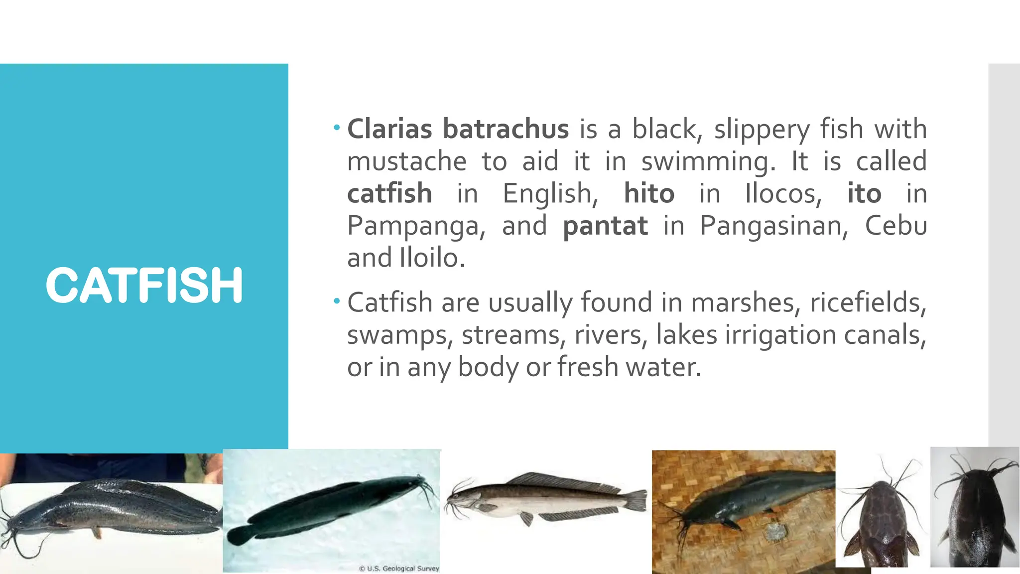 Catfish Production - Technology and Livelihood Education pdf | PDF