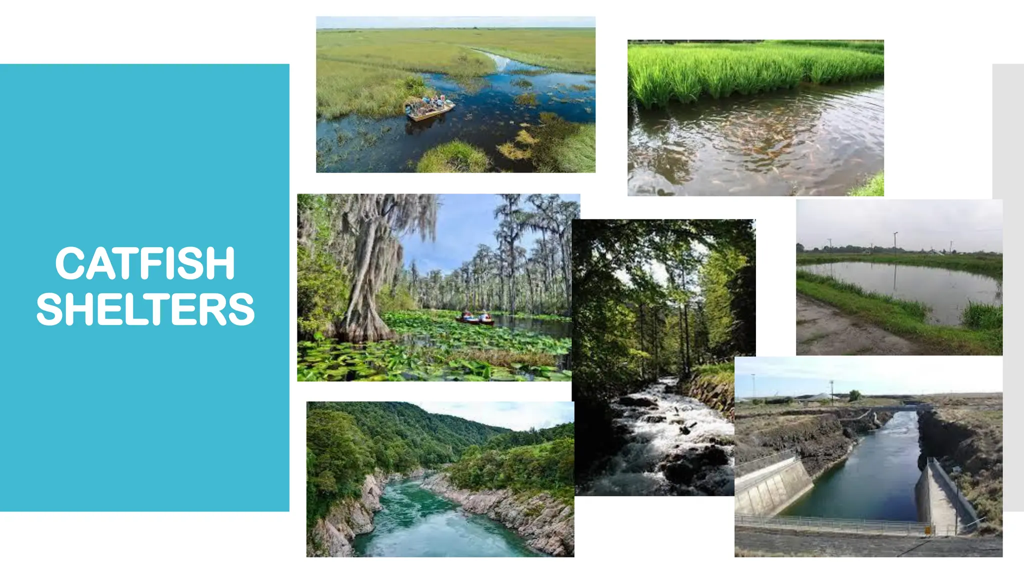 Catfish Production - Technology and Livelihood Education pdf | PDF