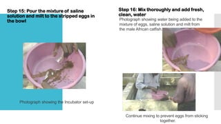 Catfish Production - Technology and Livelihood Education pdf | PDF