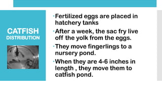 Catfish Production - Technology and Livelihood Education pdf | PDF