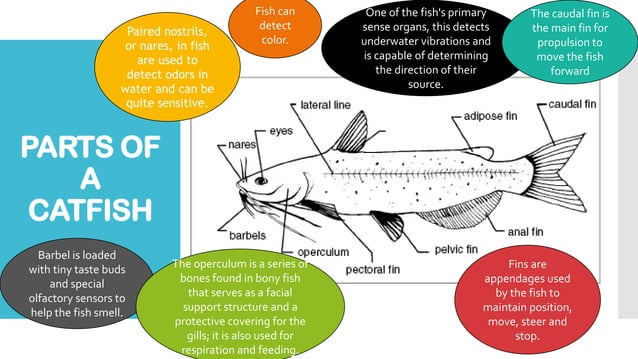 Catfish Production - Technology and Livelihood Education pdf | PDF ...