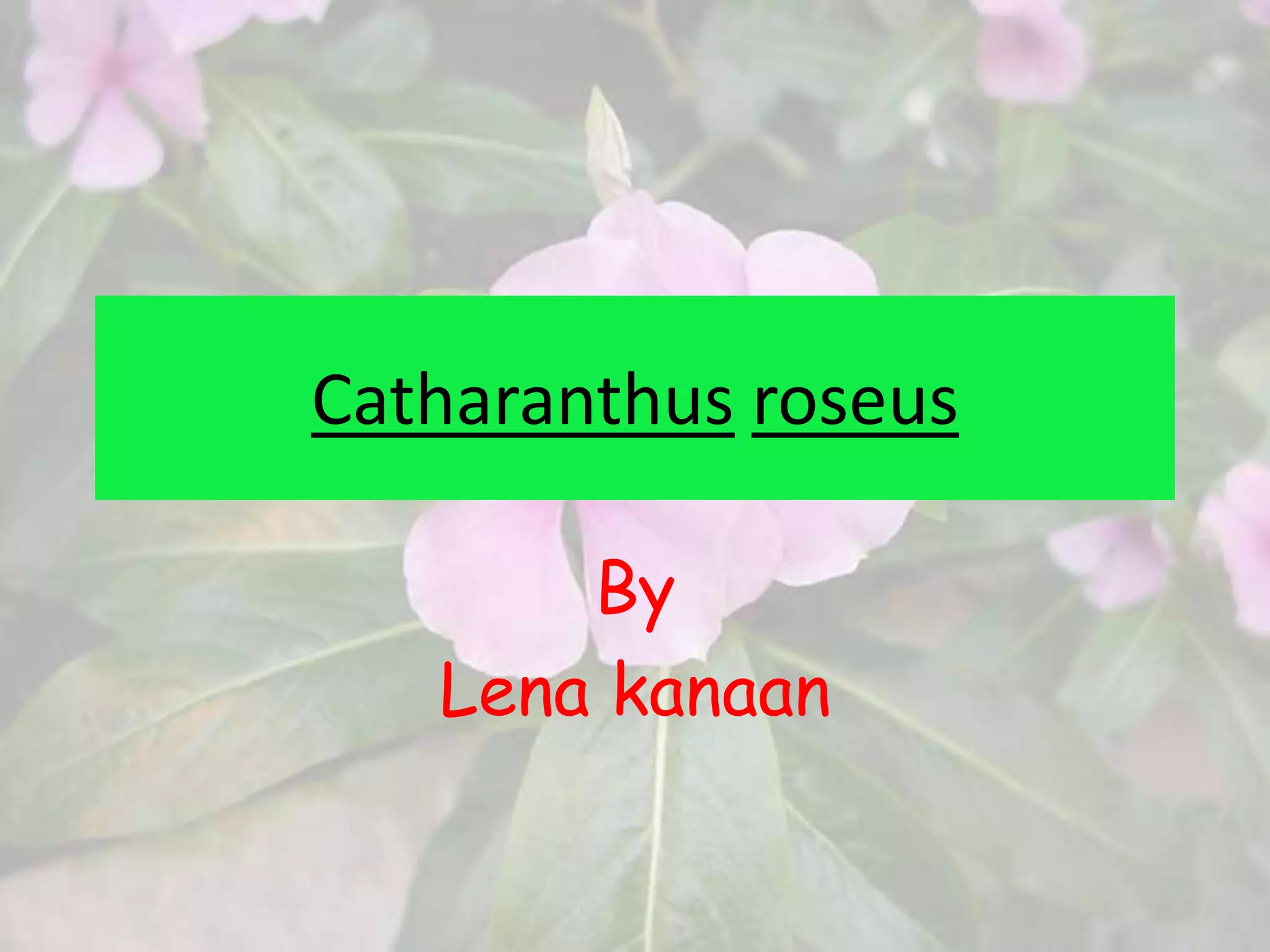 catharanthus roseus madagascar periwinkle | PPTX