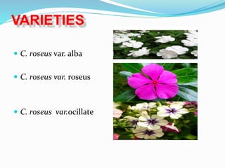 Catharanthus roseus and their phytochemical | PPTX