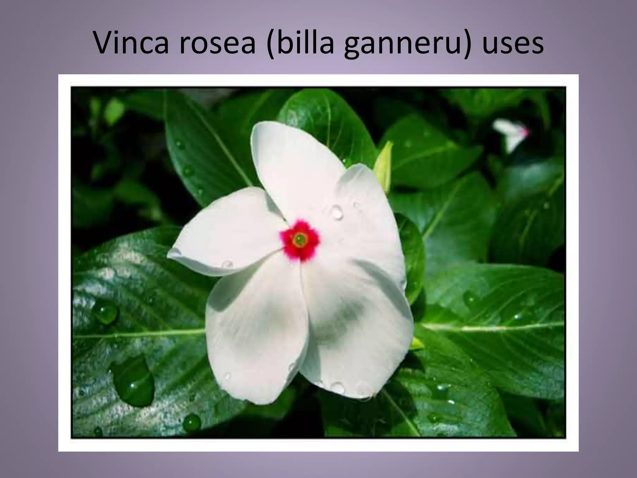 Catharanthus roseuspt yv | PPTX