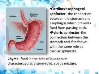 Pyloric Sphincter Diagram
