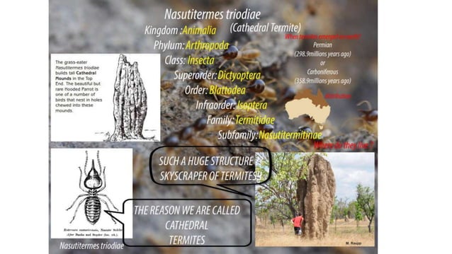 CATHEDRAL TERMITE | CLIMATE ARCHITECTURE | PPT