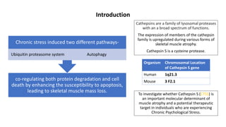 Cathepsin S activity controls chronic stress‑induced muscle atrophy and ...