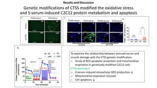 Cathepsin S activity controls chronic stress‑induced muscle atrophy and ...