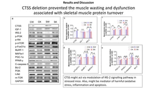 Cathepsin S activity controls chronic stress‑induced muscle atrophy and ...