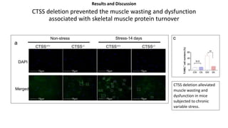 Cathepsin S activity controls chronic stress‑induced muscle atrophy and ...