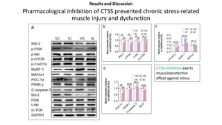 Cathepsin S activity controls chronic stress‑induced muscle atrophy and ...