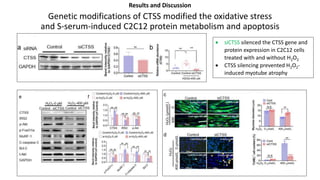 Cathepsin S activity controls chronic stress‑induced muscle atrophy and ...