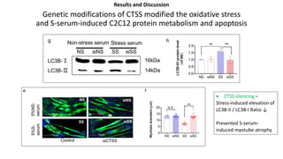 Cathepsin S activity controls chronic stress‑induced muscle atrophy and ...
