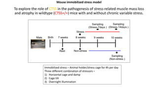 Cathepsin S activity controls chronic stress‑induced muscle atrophy and ...