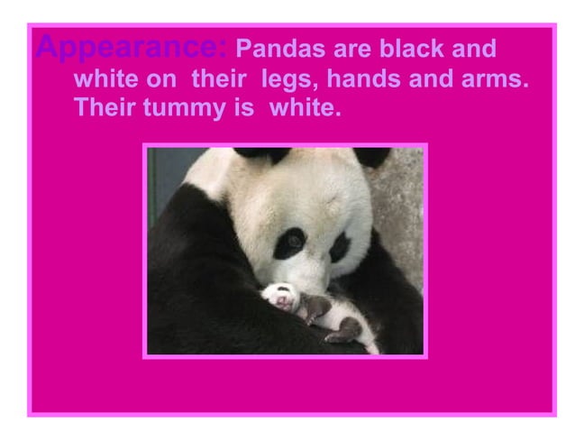 Panda Report | PPT | Large Animals | Pets