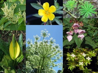 Sussex Wetland Conference: Catherine Chatters | PPT