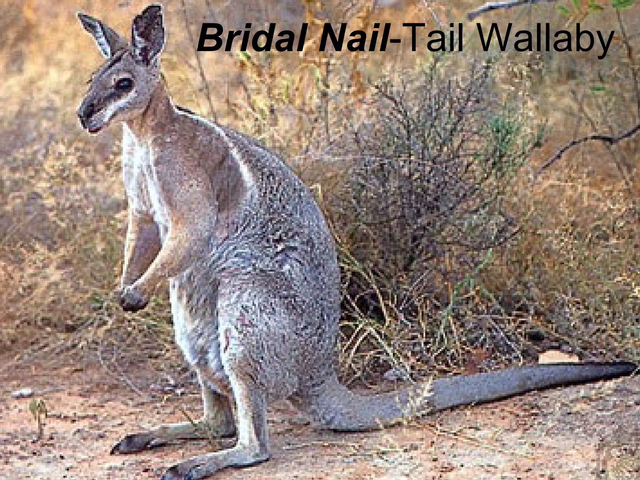 Bridal Nail Tail Wallaby | PPT