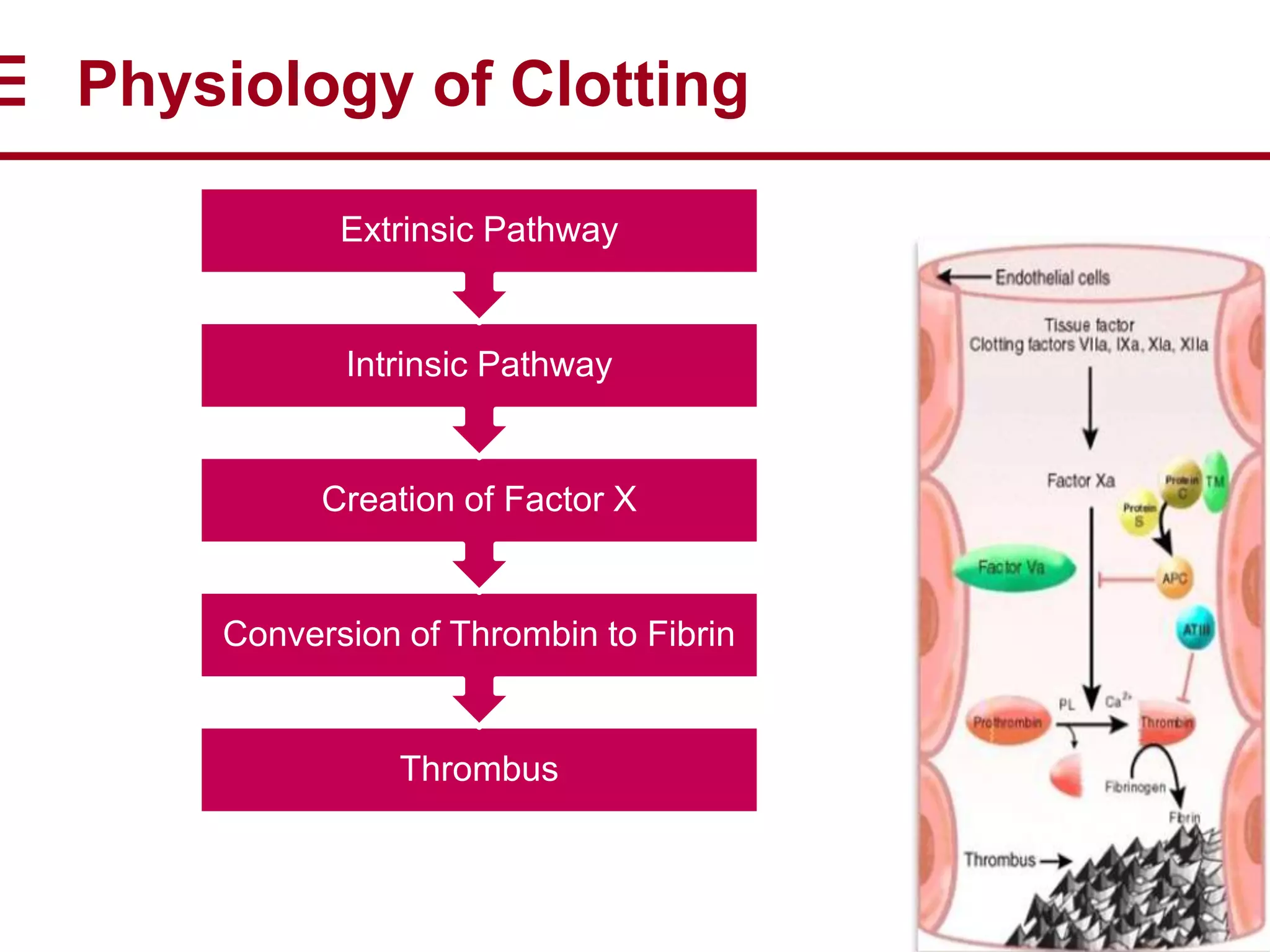 Catheter Related Thrombus Management (enhanced by VisualBee) | PPTX