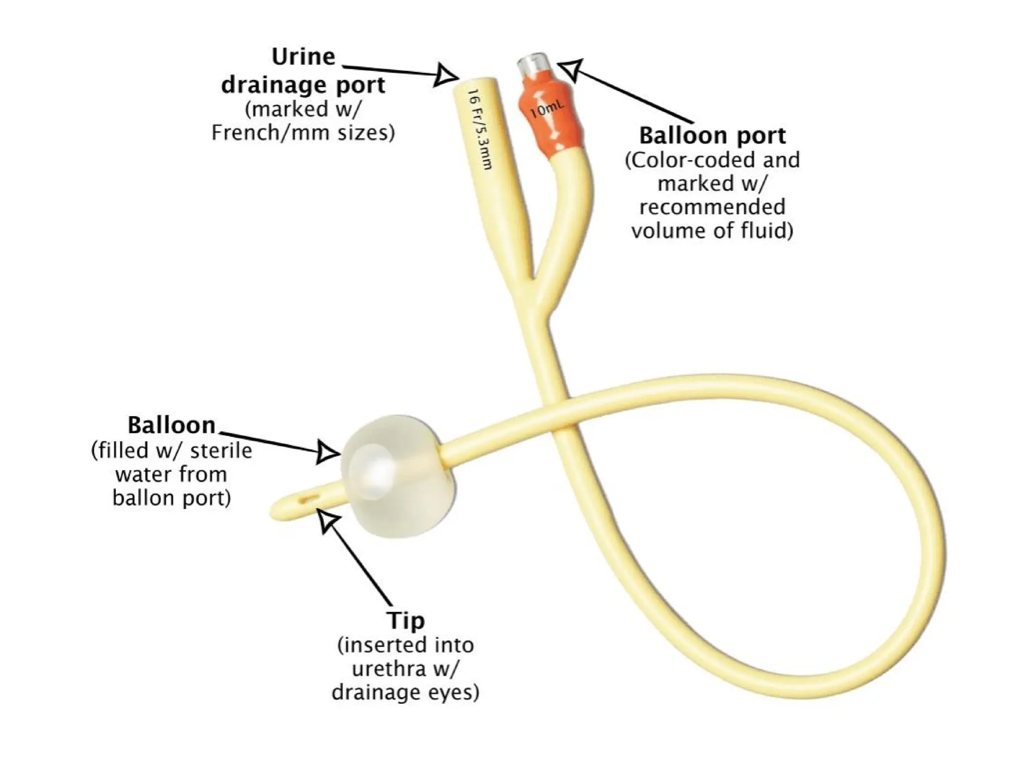 Catheterization Procedure for Childs and Adults | PPTX