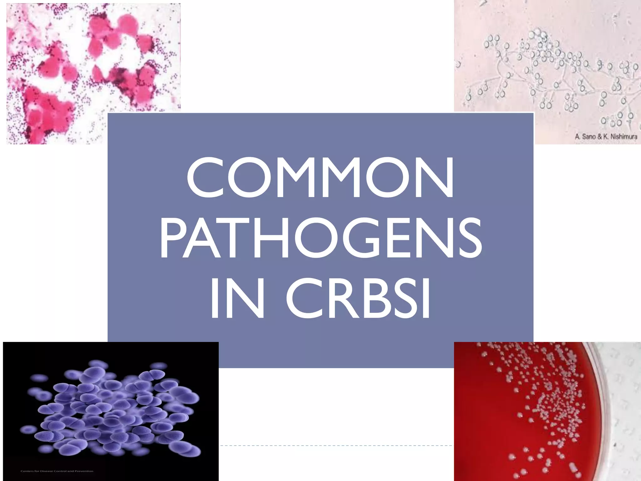 Catheter Related Bloodstream Infection (CRBSI) | PDF