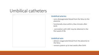 catheters.pptx