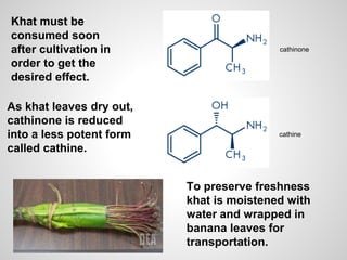 Cathinone (power-point to accompany report) | PPTX