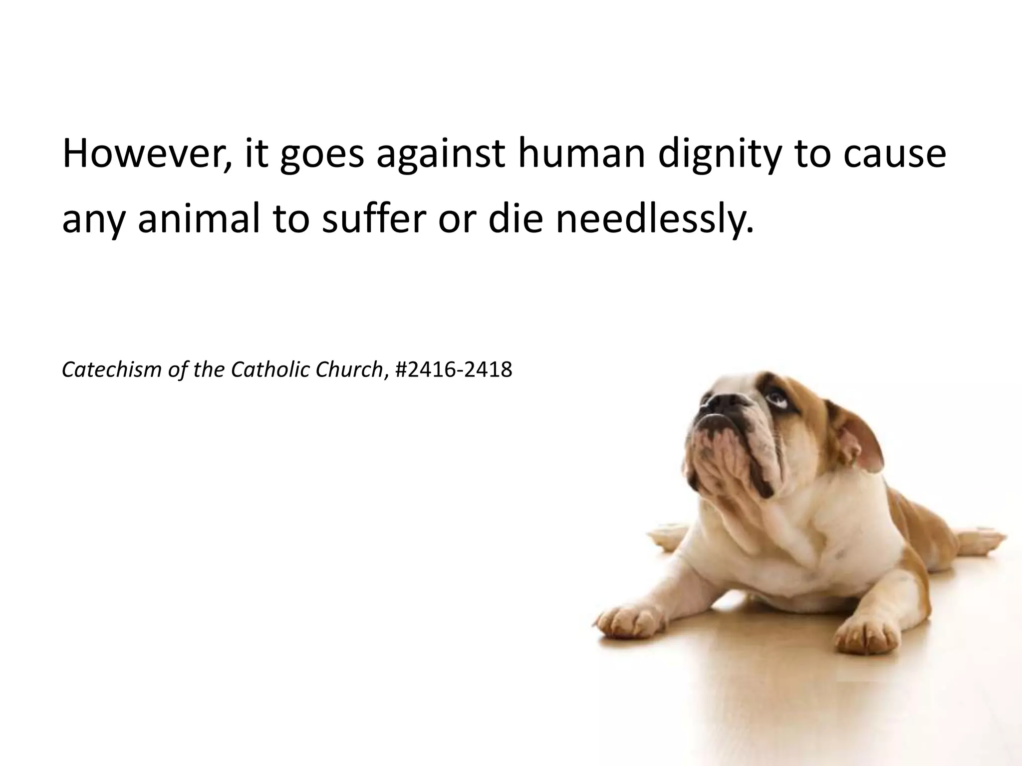 Catholic Social Teaching Good Stewardship Of Creation | PPTX