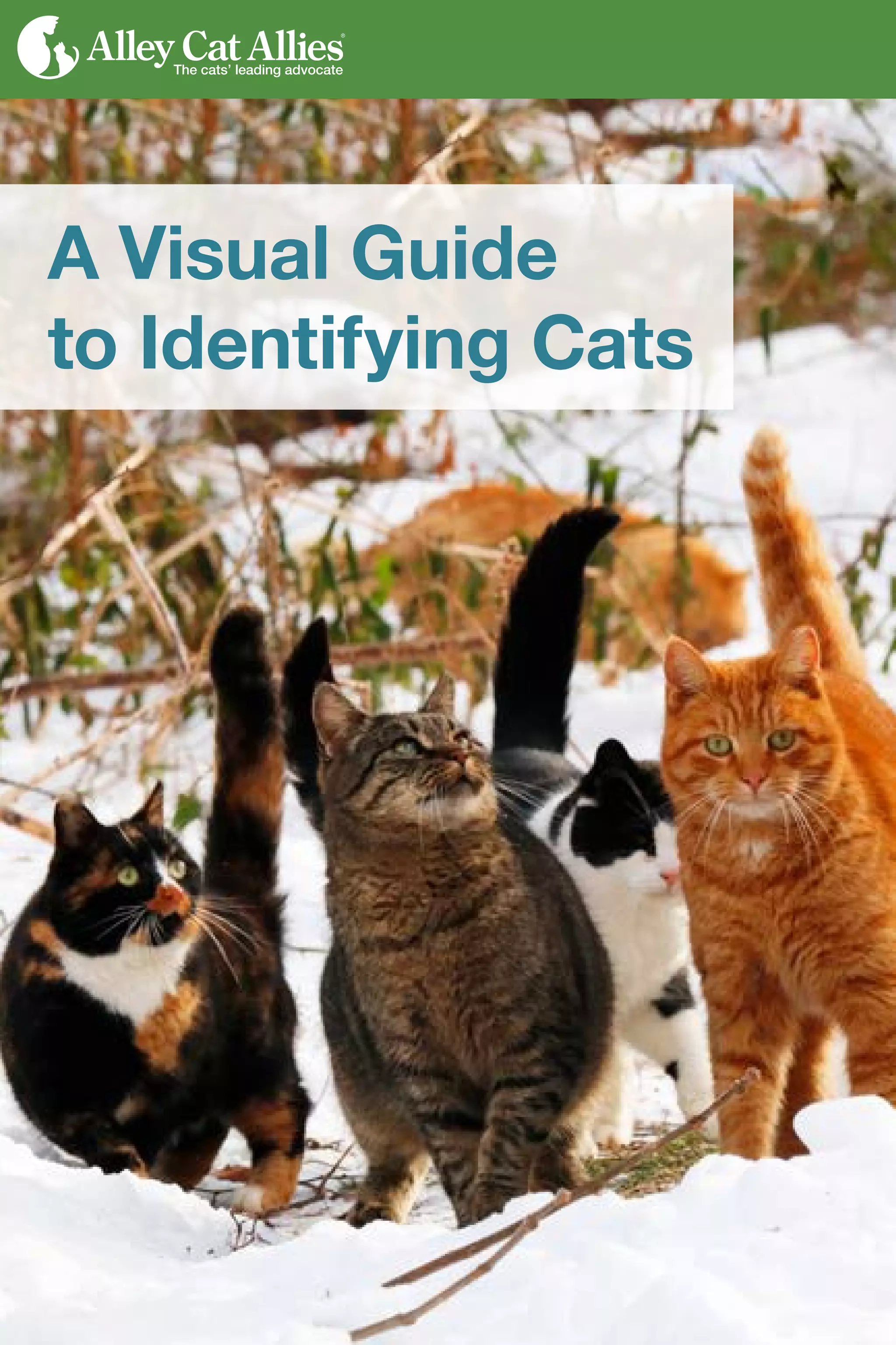 catidentification.pdf