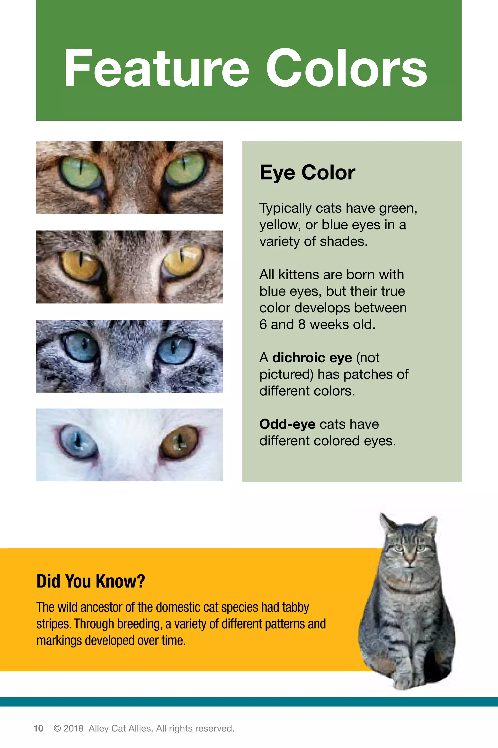 catidentification.pdf