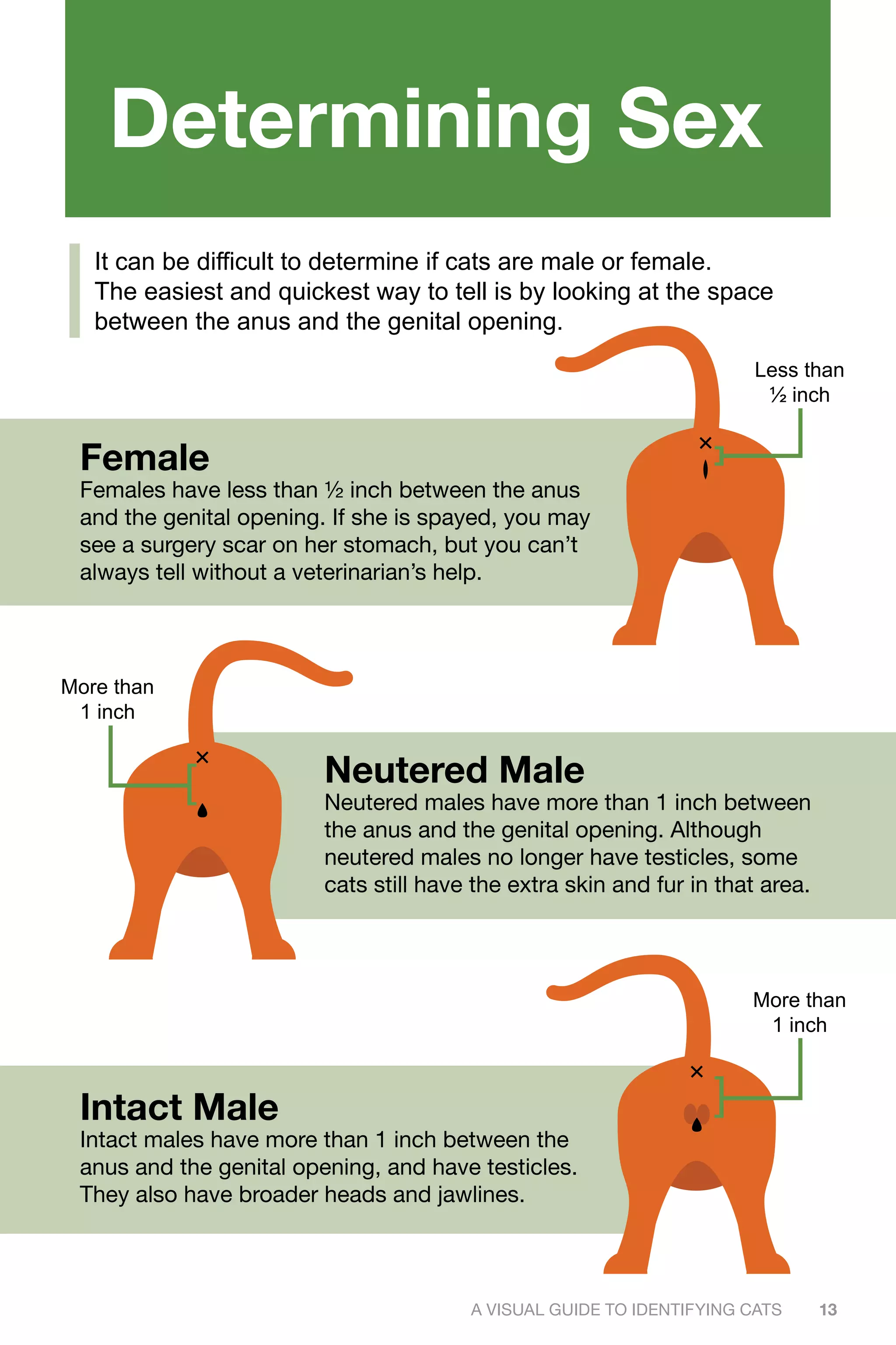 catidentification.pdf
