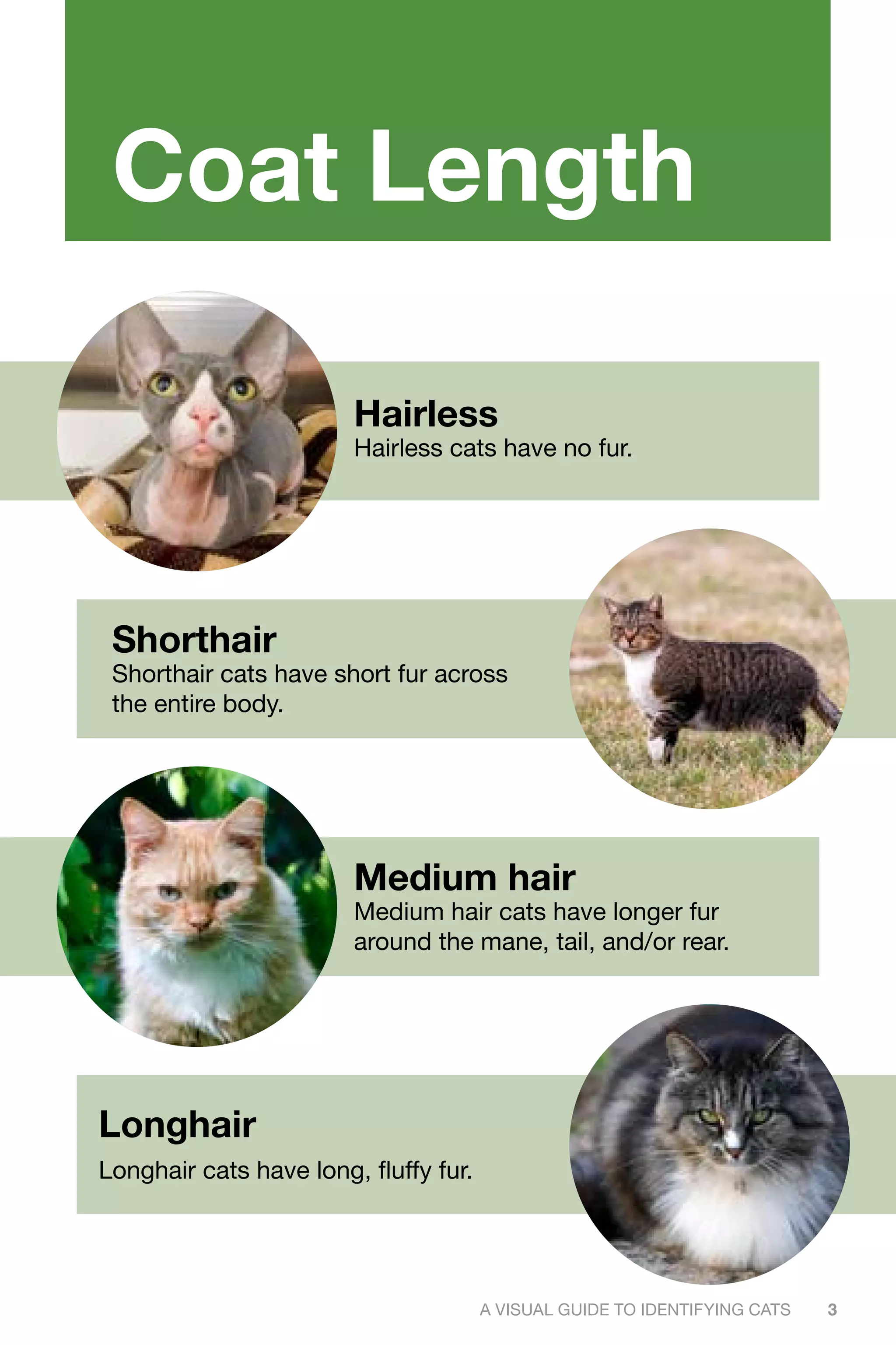 catidentification.pdf