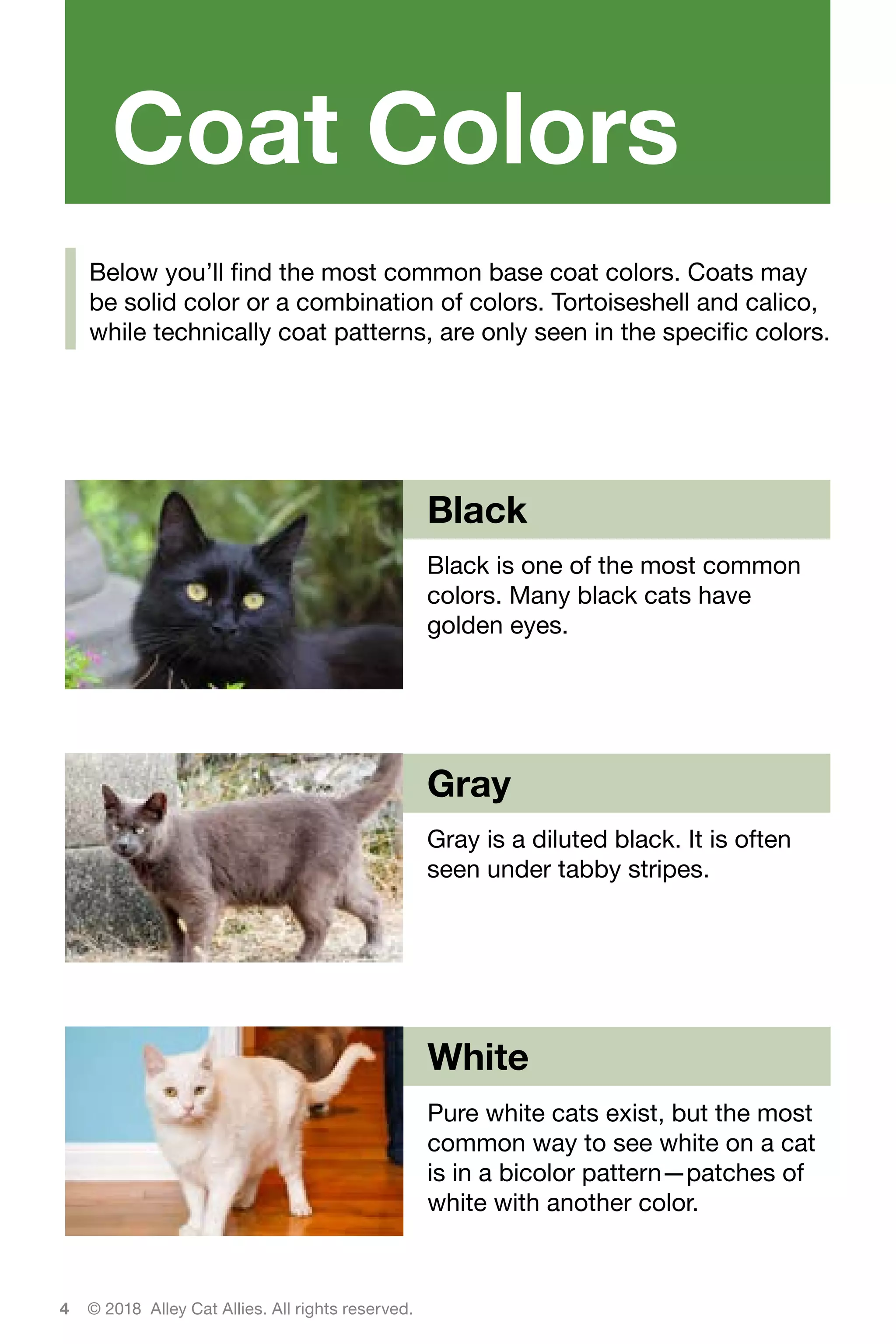 catidentification.pdf