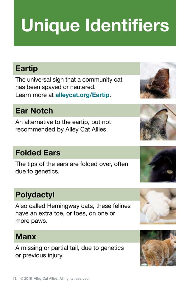 catidentification.pdf | Cats | Pets