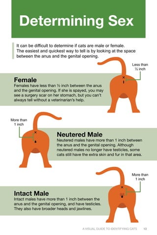 catidentification.pdf