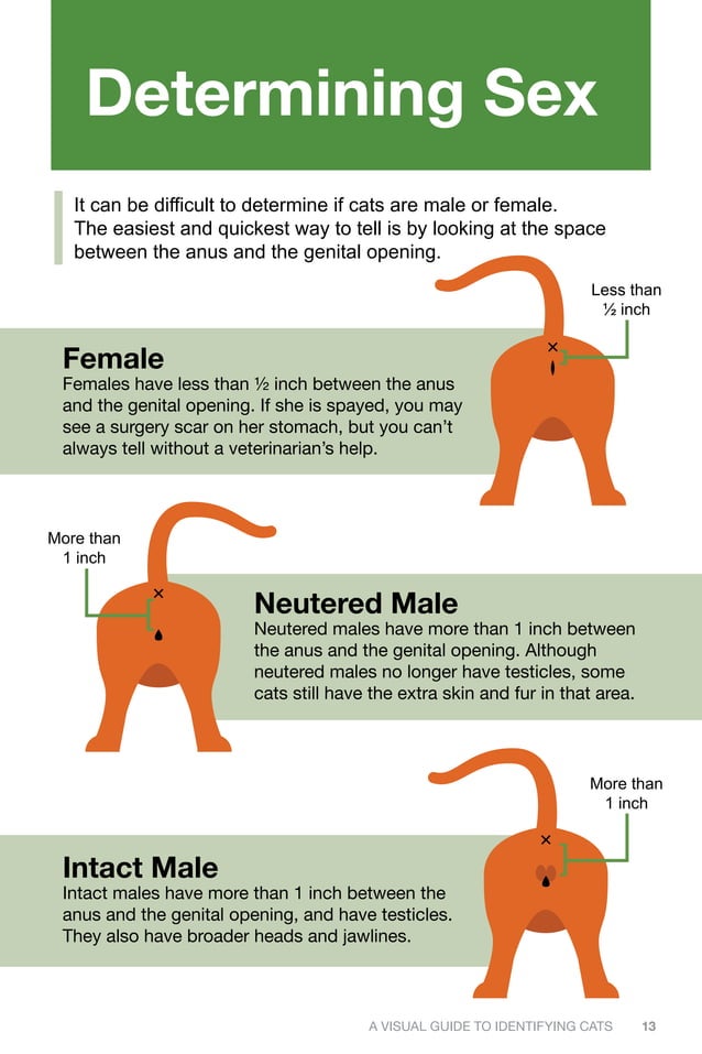 catidentification.pdf | Cats | Pets